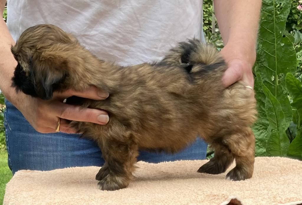 Zwinger Rasterman's, Wurftag 11.06.2023 | Internationaler Klub für ...