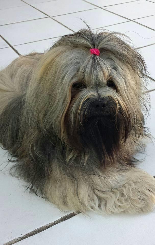 Rasterman's Tango | Internationaler Klub für Tibetische Hunderassen e.V.