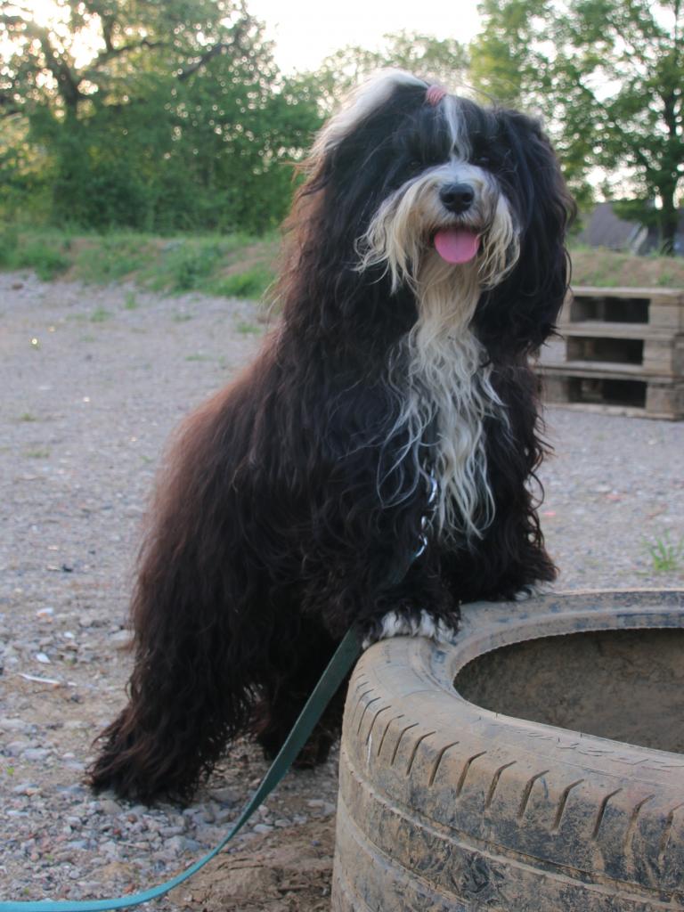 Srinagar Danda Gan-de Mihu Srin-po | Internationaler Klub für ...