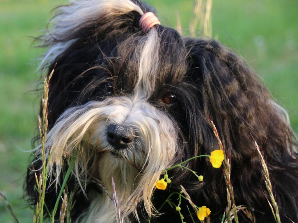 Srinagar Danda Gan-de Mihu Srin-po | Internationaler Klub für ...