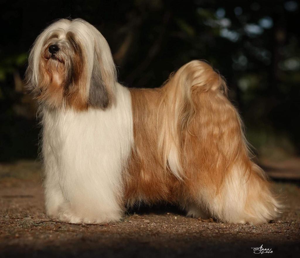 Kuai Le Gou's AB FAB Prince Alister | Internationaler Klub für ...