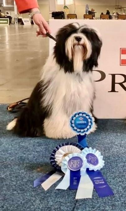 Boshay's Lhun-po Senge | Internationaler Klub für Tibetische ...