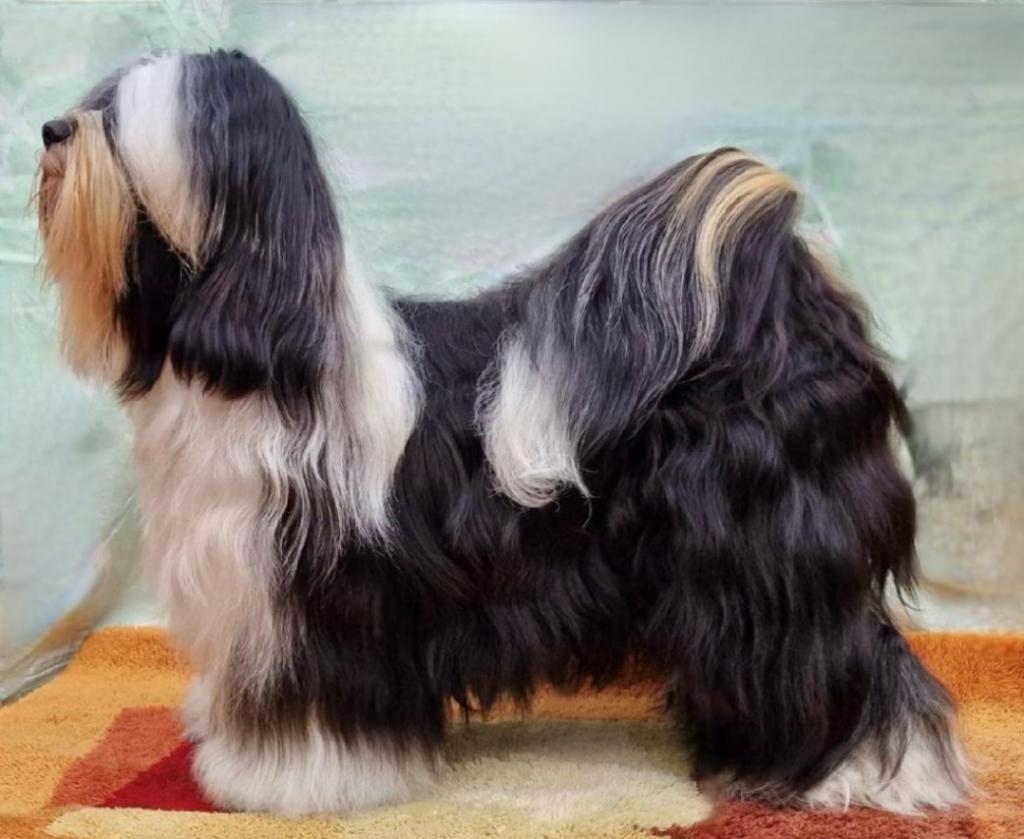 Boshay's Lhun-po Senge | Internationaler Klub für Tibetische ...