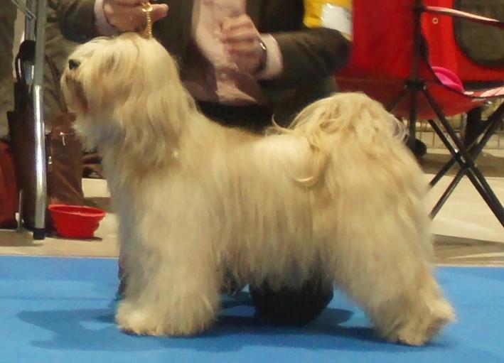 Rupa Dhatu Hira | Internationaler Klub für Tibetische Hunderassen e.V.