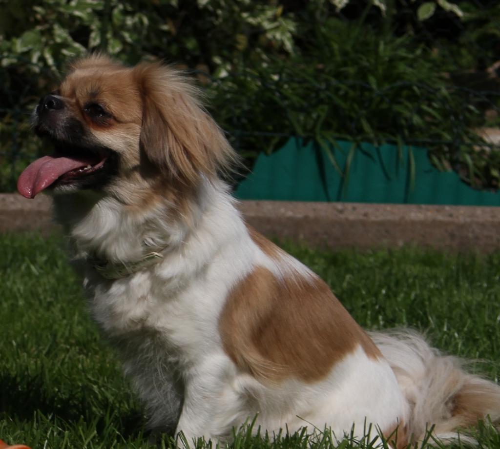 Ka-ru-na Bibi vom Mönchsteich | Internationaler Klub für Tibetische ...